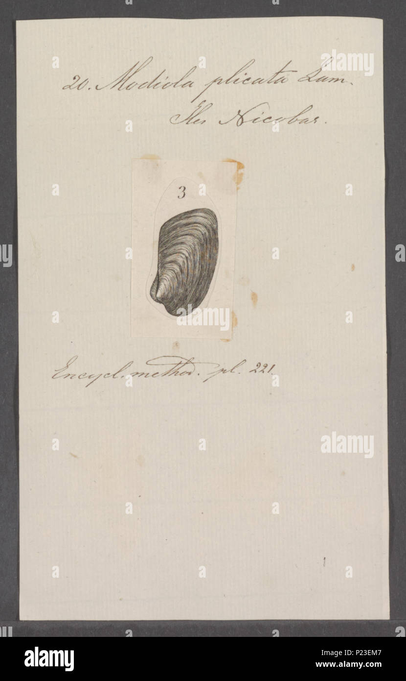 Modiola plicata hi-res stock photography and images - Alamy