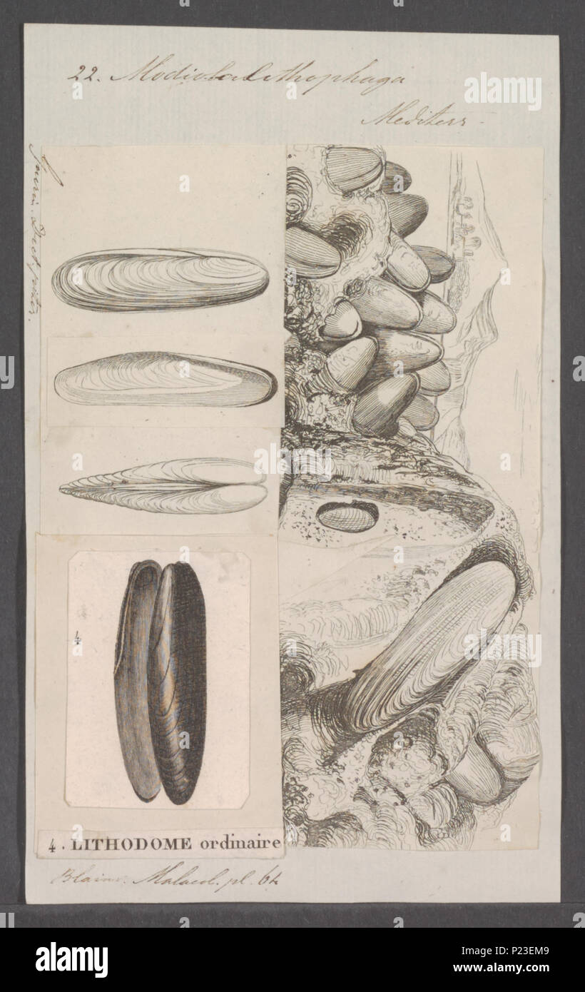 Modiola lithophaga hi-res stock photography and images - Alamy