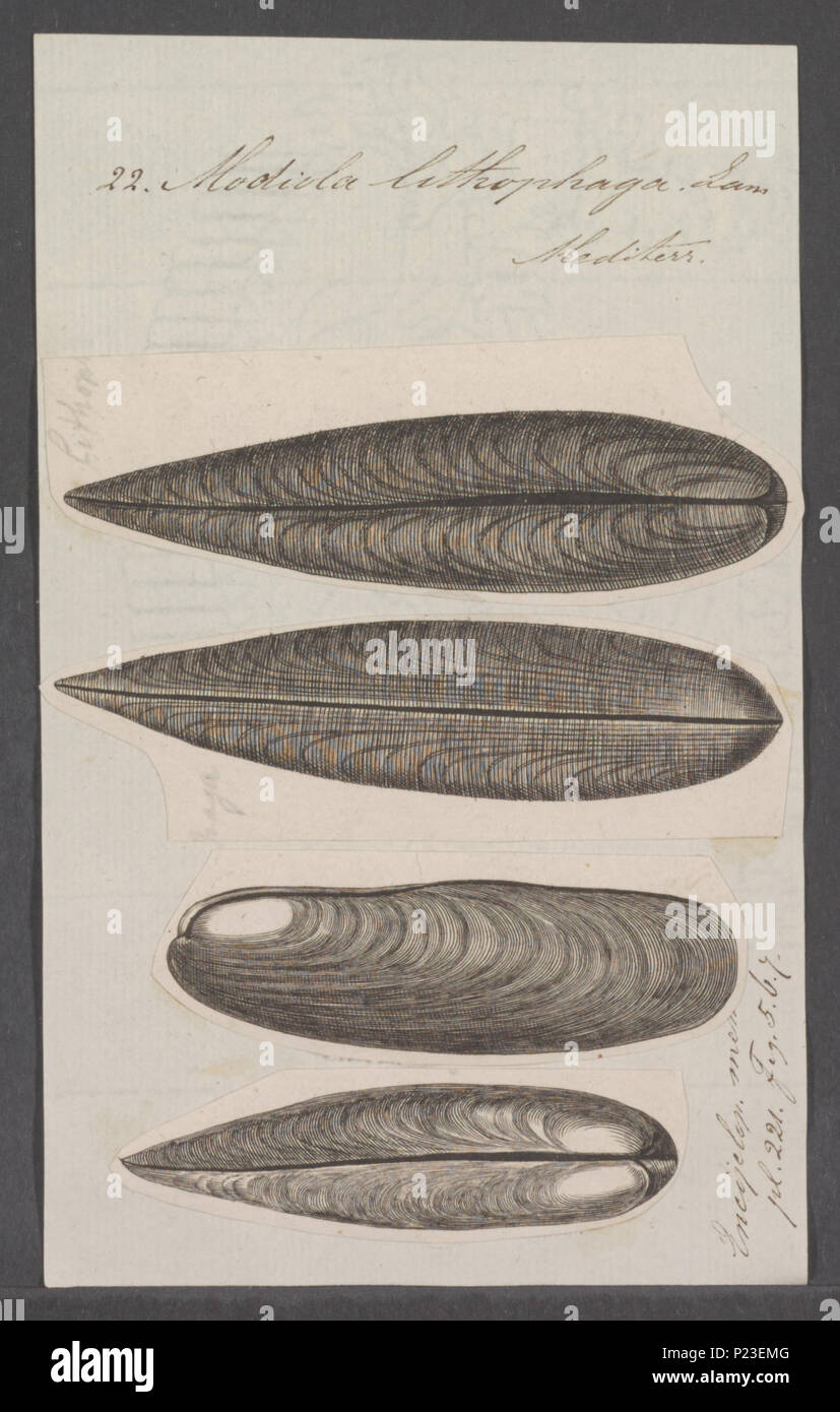 Modiola lithophaga hi-res stock photography and images - Alamy