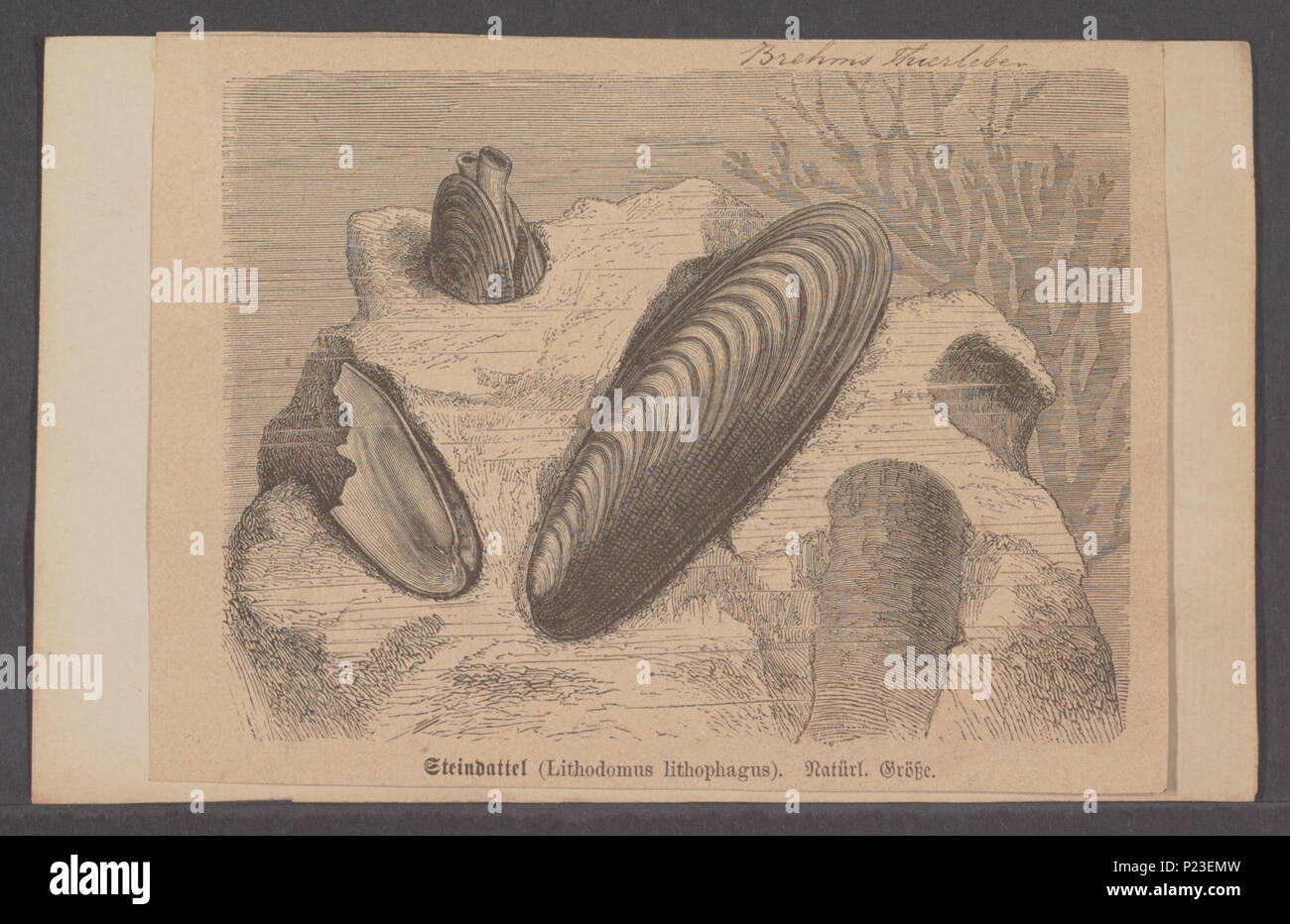 Lithodomus lithophagus hi-res stock photography and images - Alamy