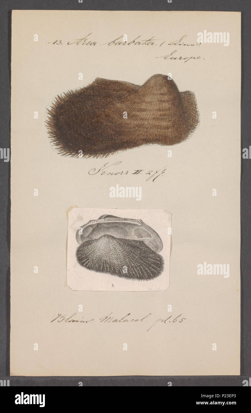 Arca barbata hi-res stock photography and images - Alamy