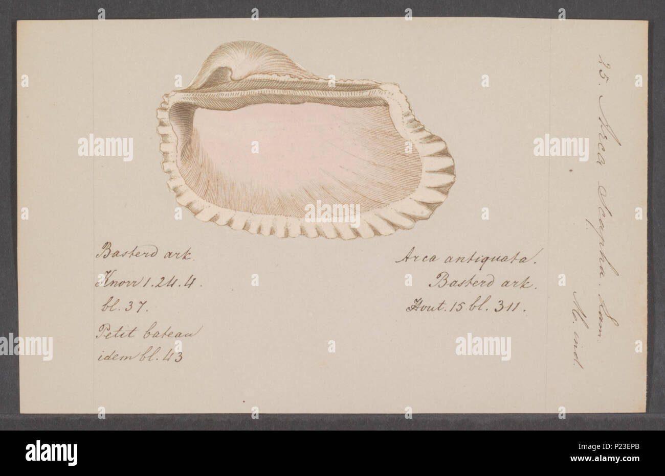 Arca scapha hi-res stock photography and images - Alamy