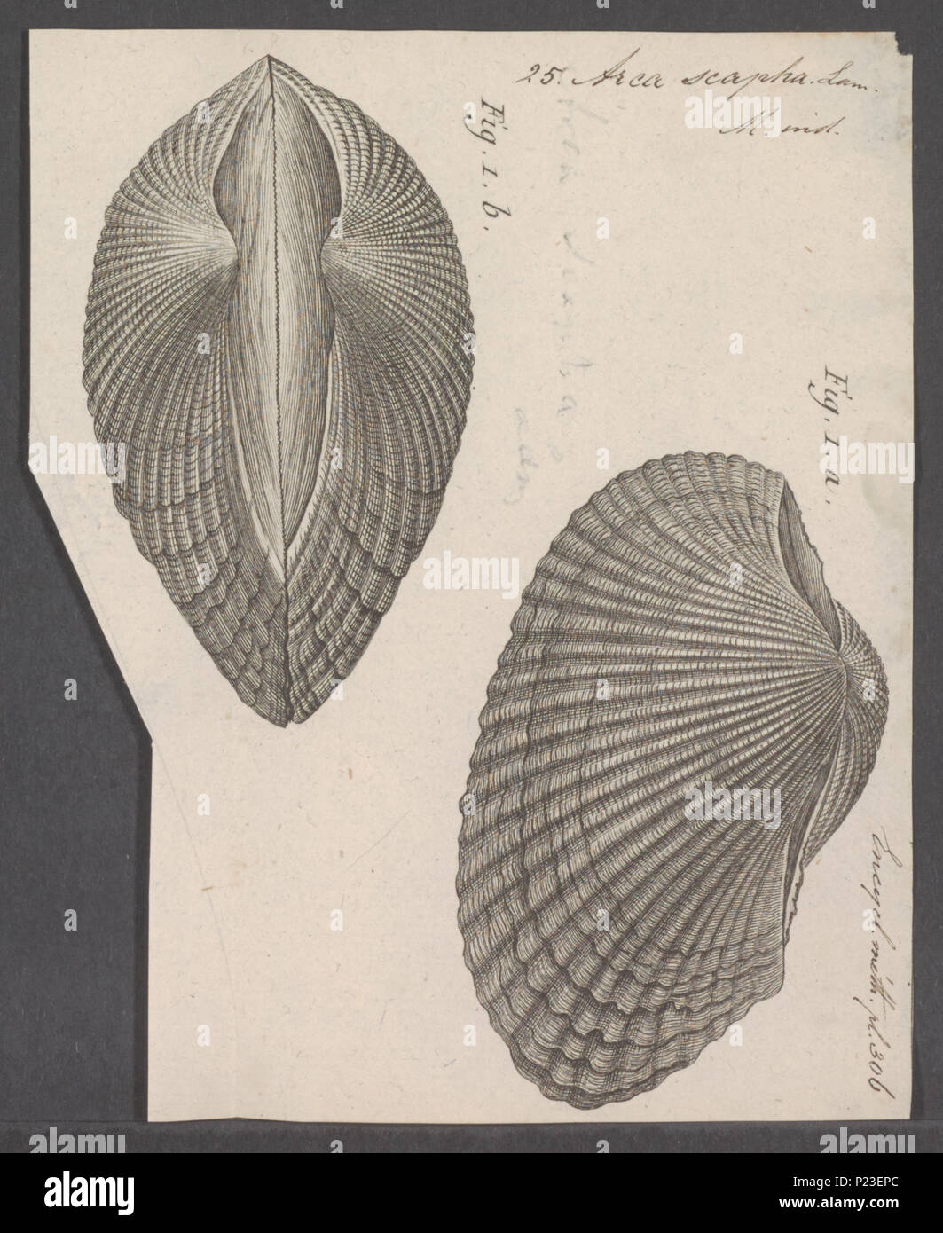 . Arca scapha 21 Arca scapha - - Print - Iconographia Zoologica ...