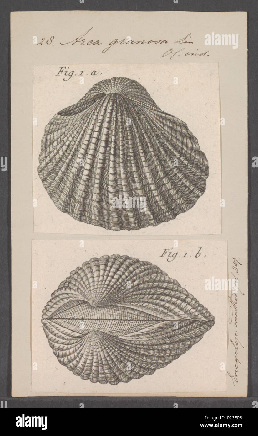 . Arca granosa 21 Arca granosa - - Print - Iconographia Zoologica ...