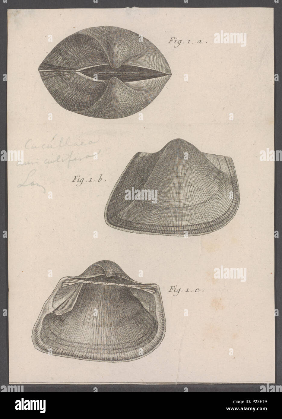 Cucullaea auriculifera hi-res stock photography and images - Alamy