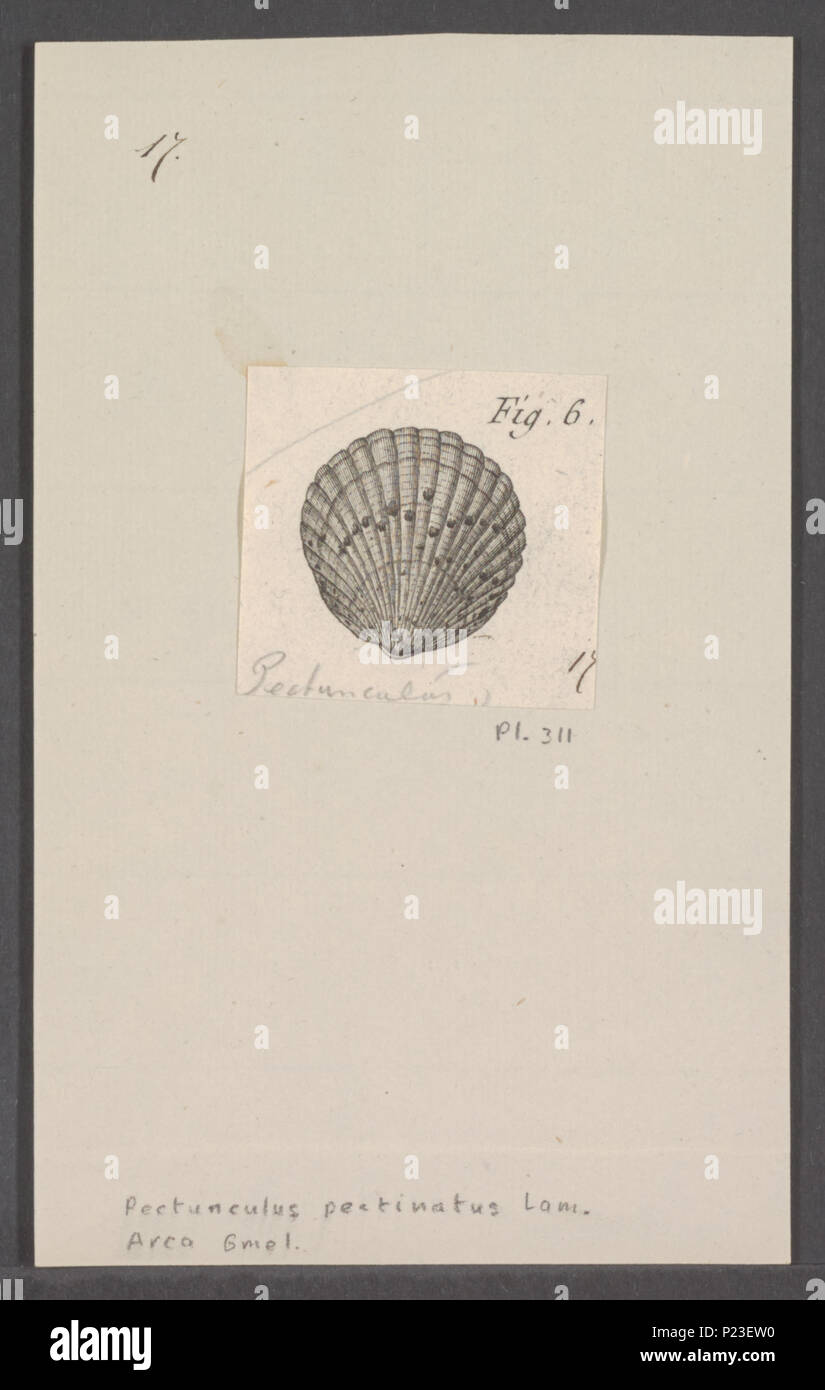 Pectunculus pectinatus hi-res stock photography and images - Alamy