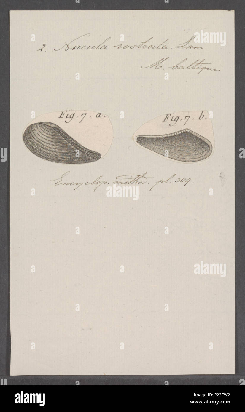 Nucula rostrata hi-res stock photography and images - Alamy