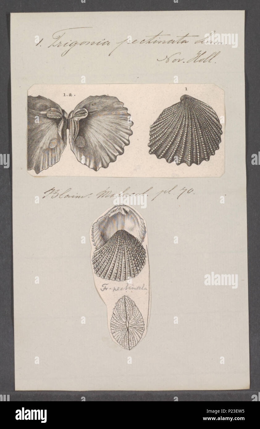 Trigonia hi-res stock photography and images - Alamy