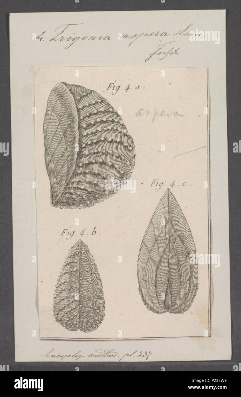 . Trigonia aspera 308 Trigonia aspera - - Print - Iconographia ...