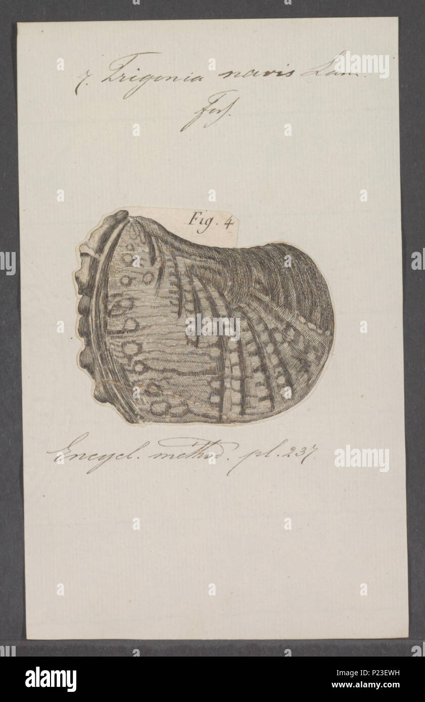 . Trigonia navis 308 Trigonia navis - - Print - Iconographia Zoologica ...