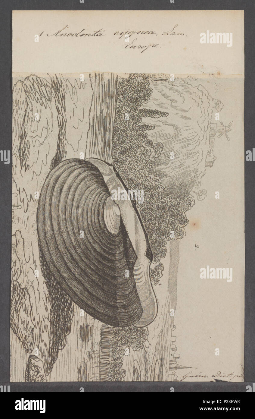 Anodonta cygnea hi-res stock photography and images - Alamy