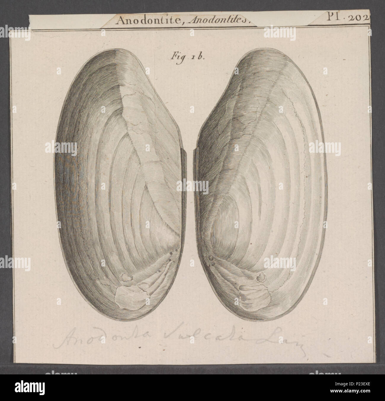 0007a hi-res stock photography and images - Alamy