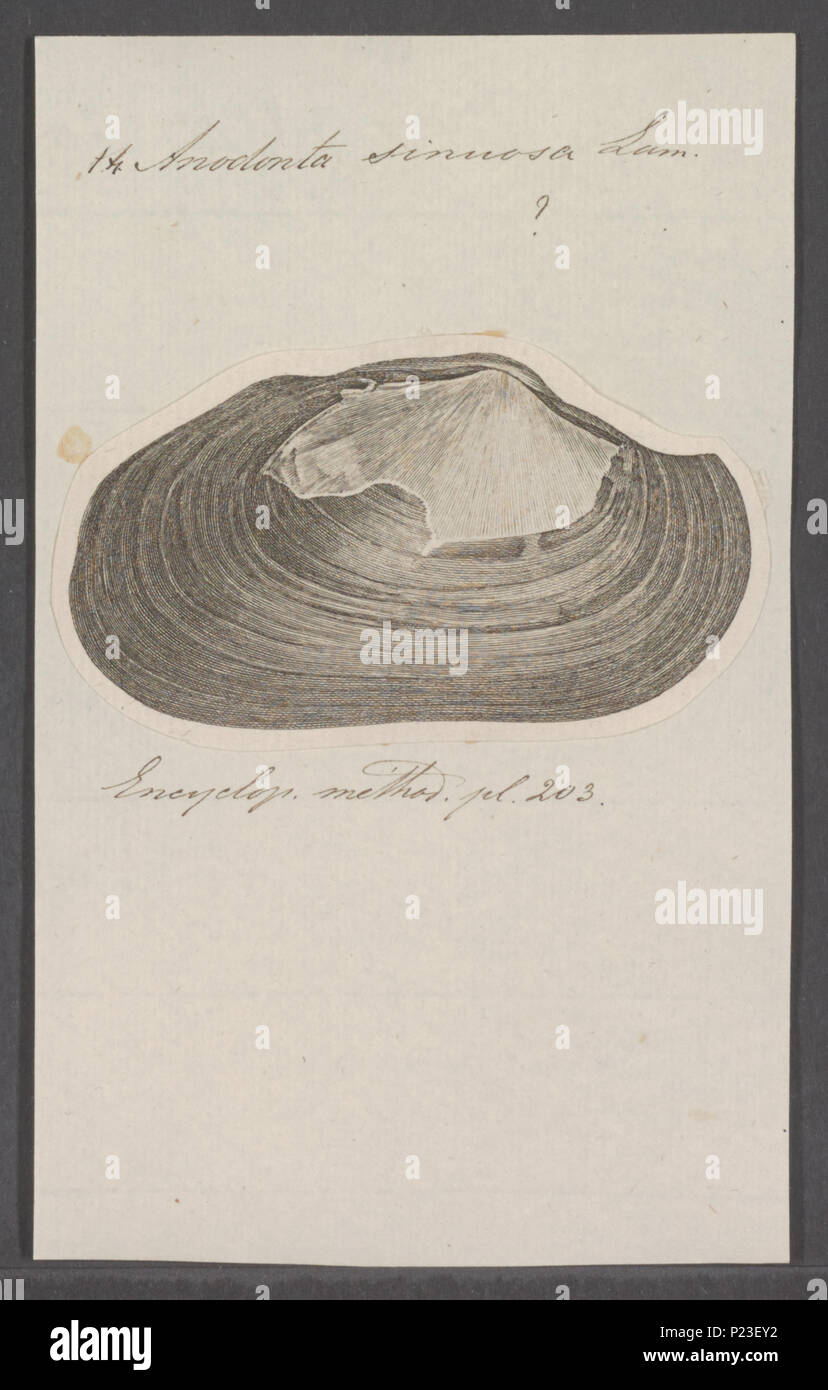 Anodonta sinuosa hi-res stock photography and images - Alamy