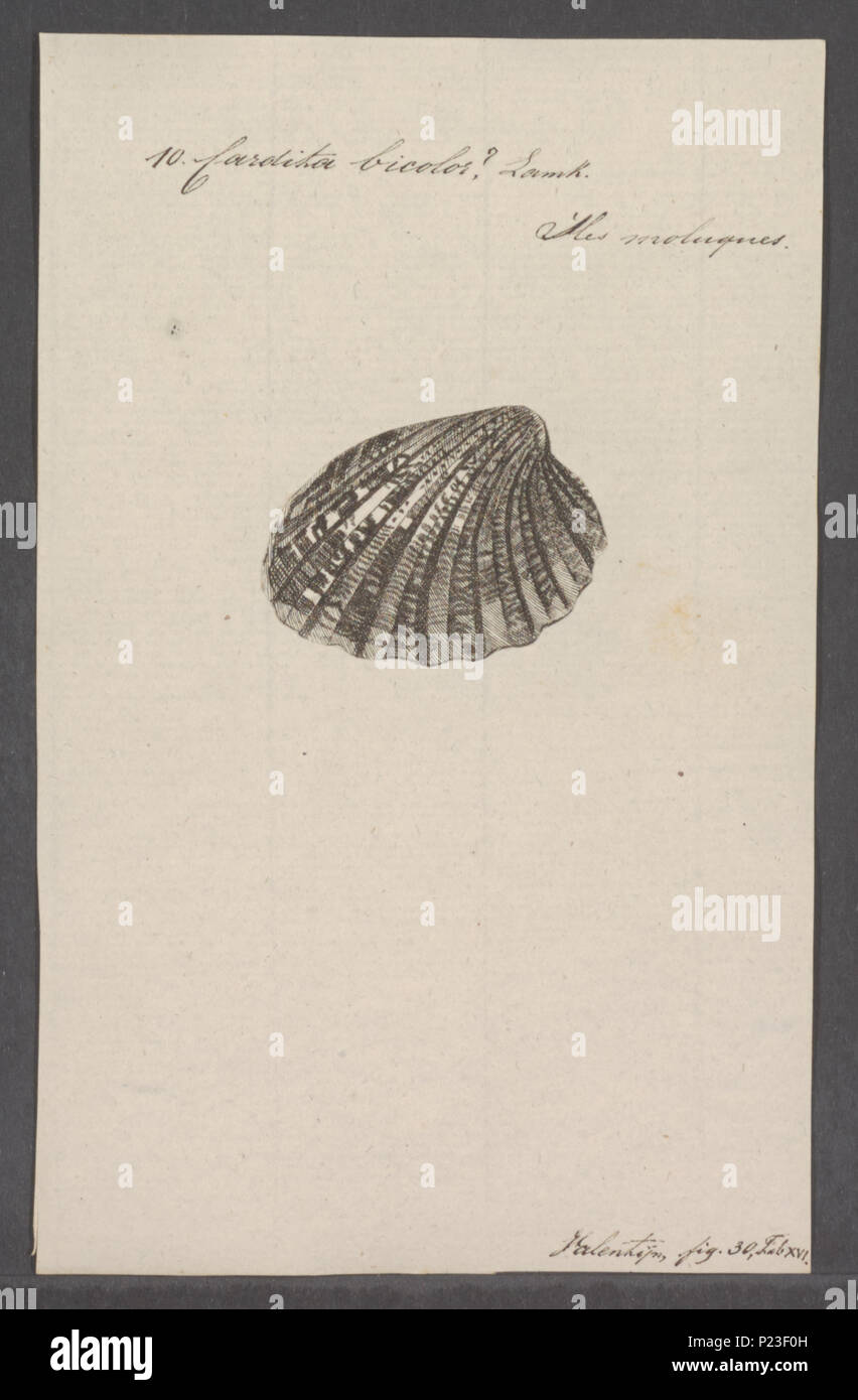 Organisms shell structure hi-res stock photography and images - Alamy