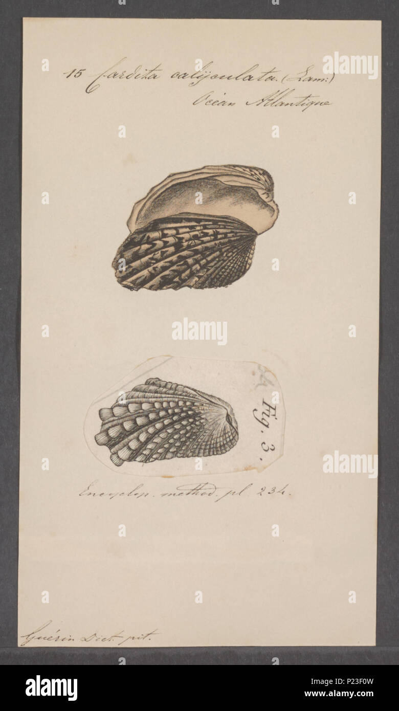 Cardita calyculata hi-res stock photography and images - Alamy