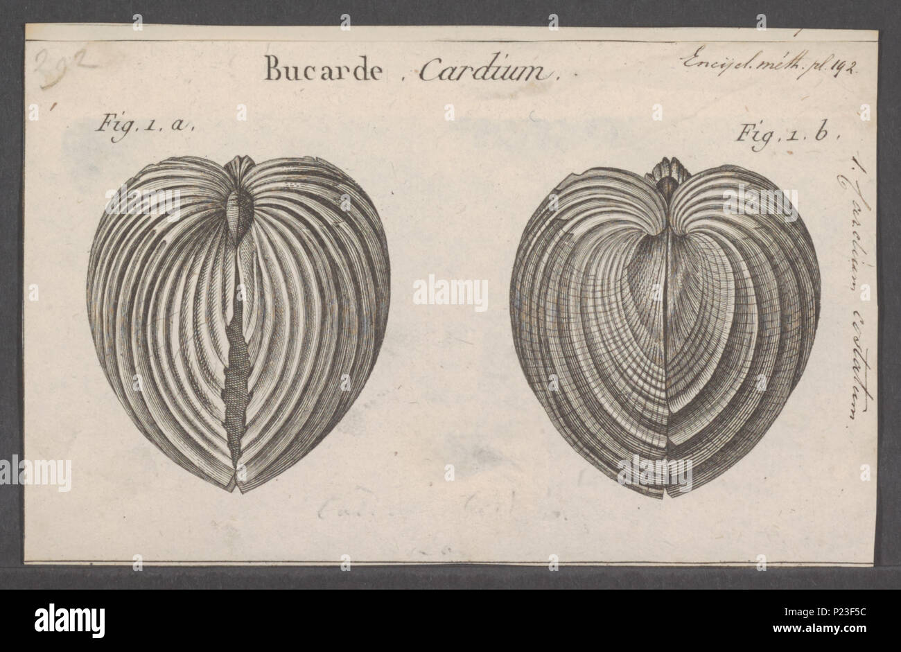 . Cardium costatum 51 Cardium costatum - - Print - Iconographia ...