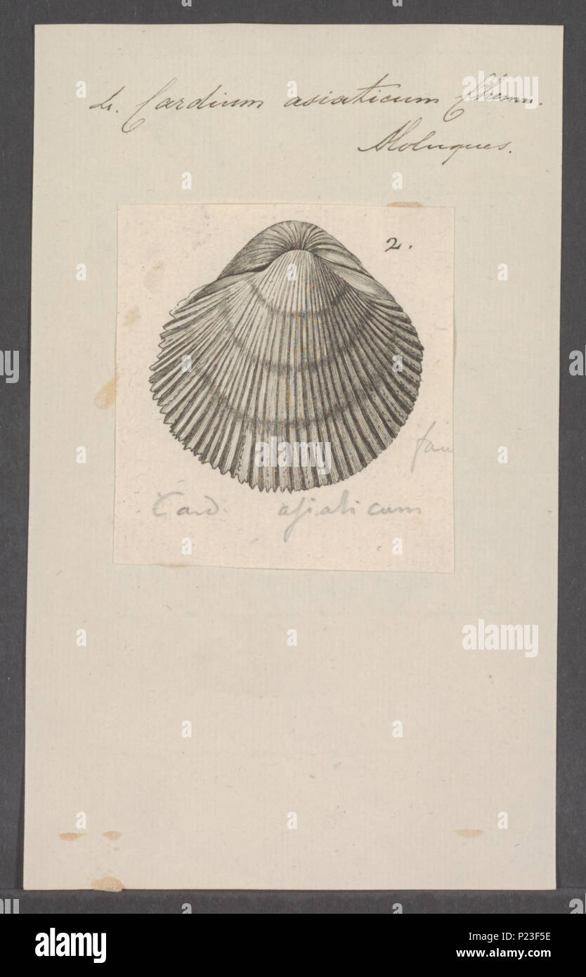 Cardium asiaticum hi-res stock photography and images - Alamy