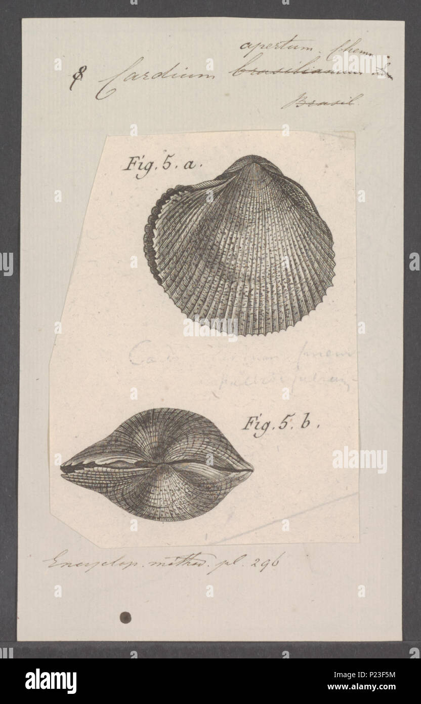 Cardium apertum hi-res stock photography and images - Alamy