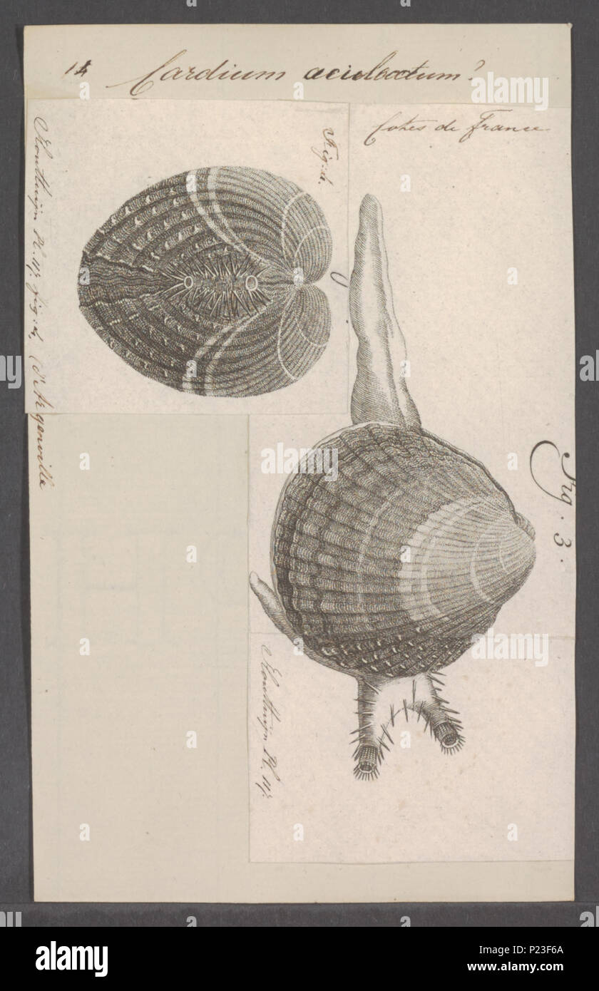 Cardium Aculeatum High Resolution Stock Photography and Images - Alamy