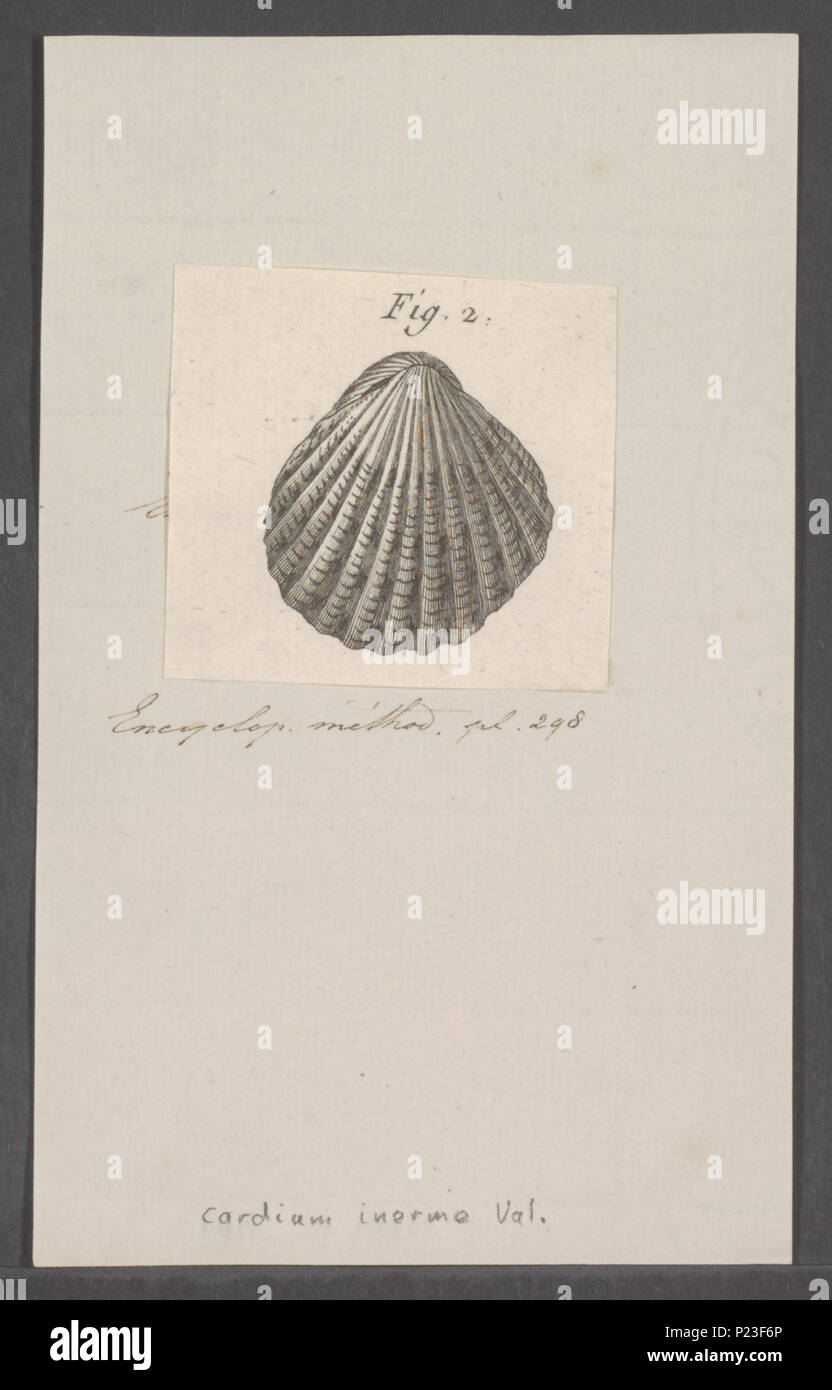 Cardium inerme hi-res stock photography and images - Alamy