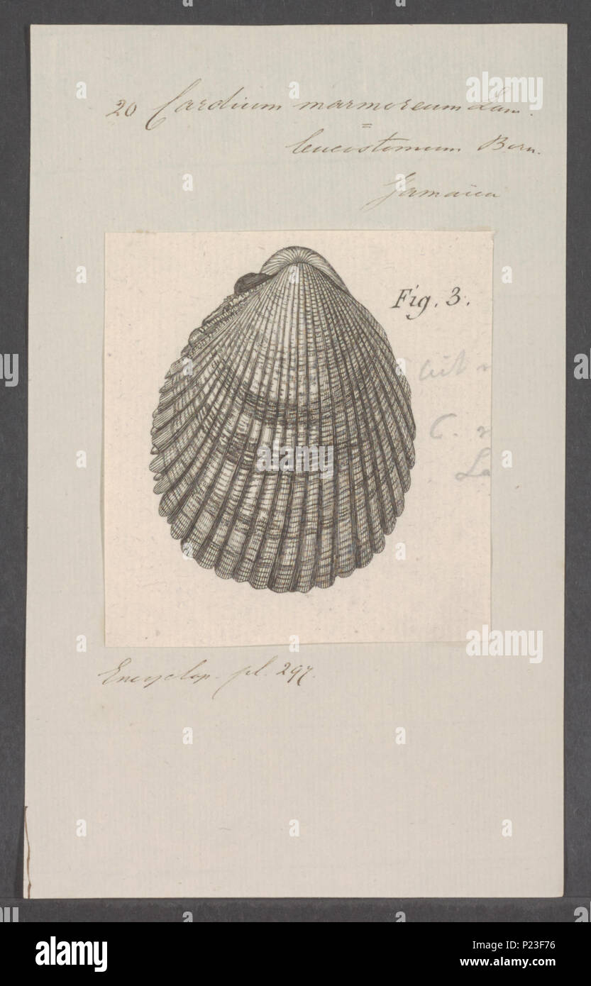 Cardium marmoreum hi-res stock photography and images - Alamy