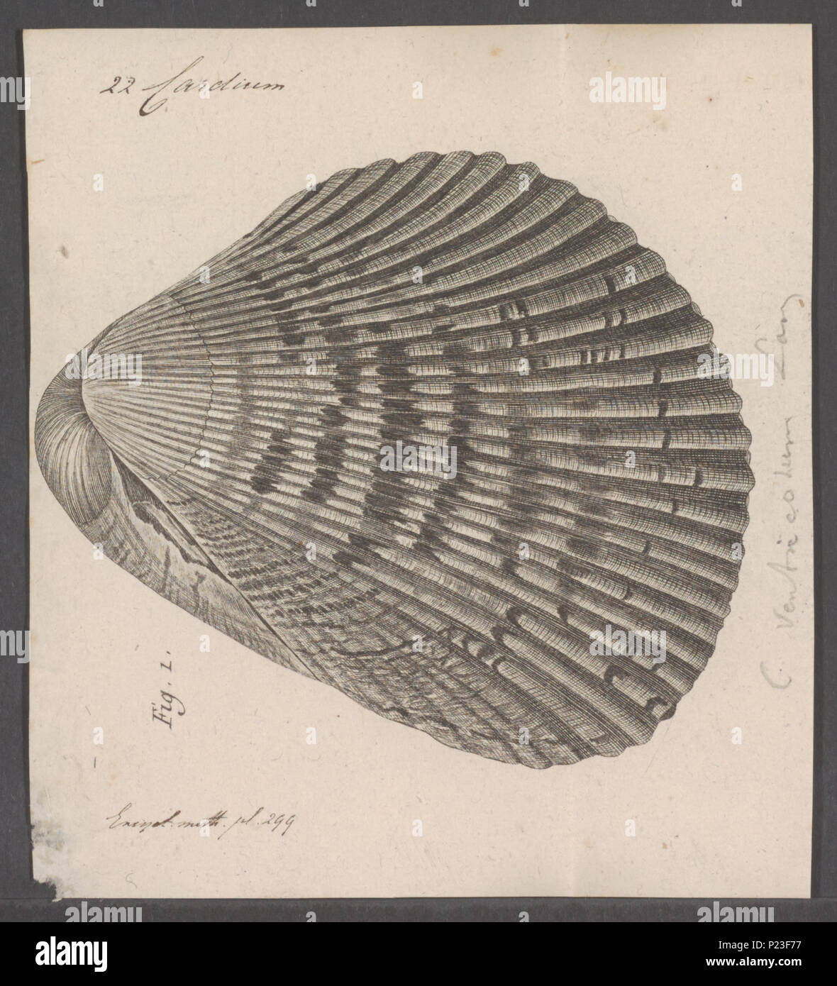 . Cardium ventricosum 52 Cardium ventricosum - - Print - Iconographia ...