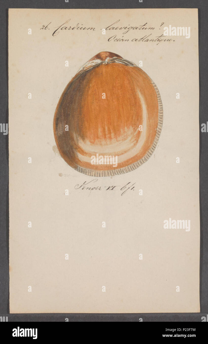 . Cardium laevigatum 52 Cardium laevigatum - - Print - Iconographia ...