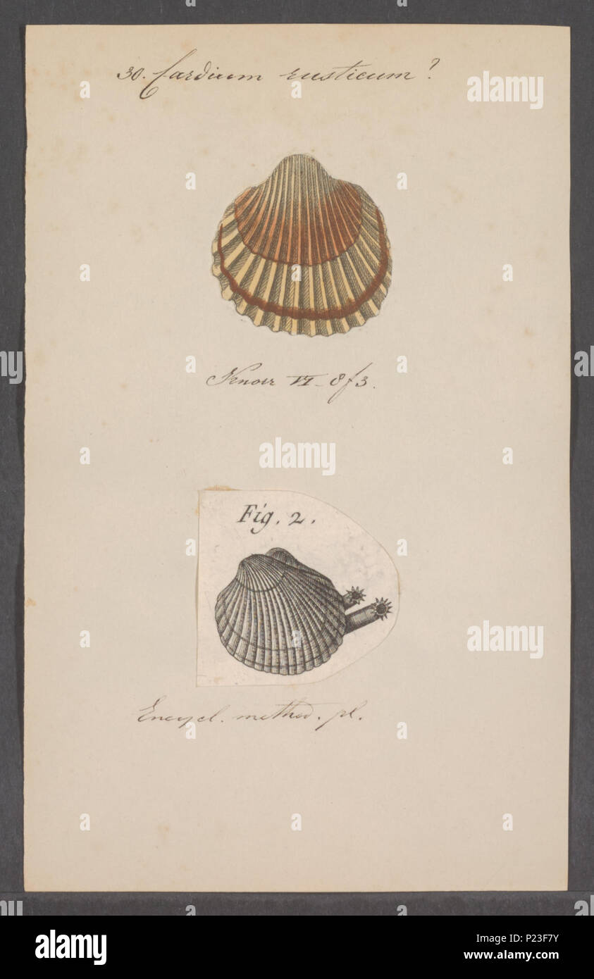 Cardium rusticum hi-res stock photography and images - Alamy