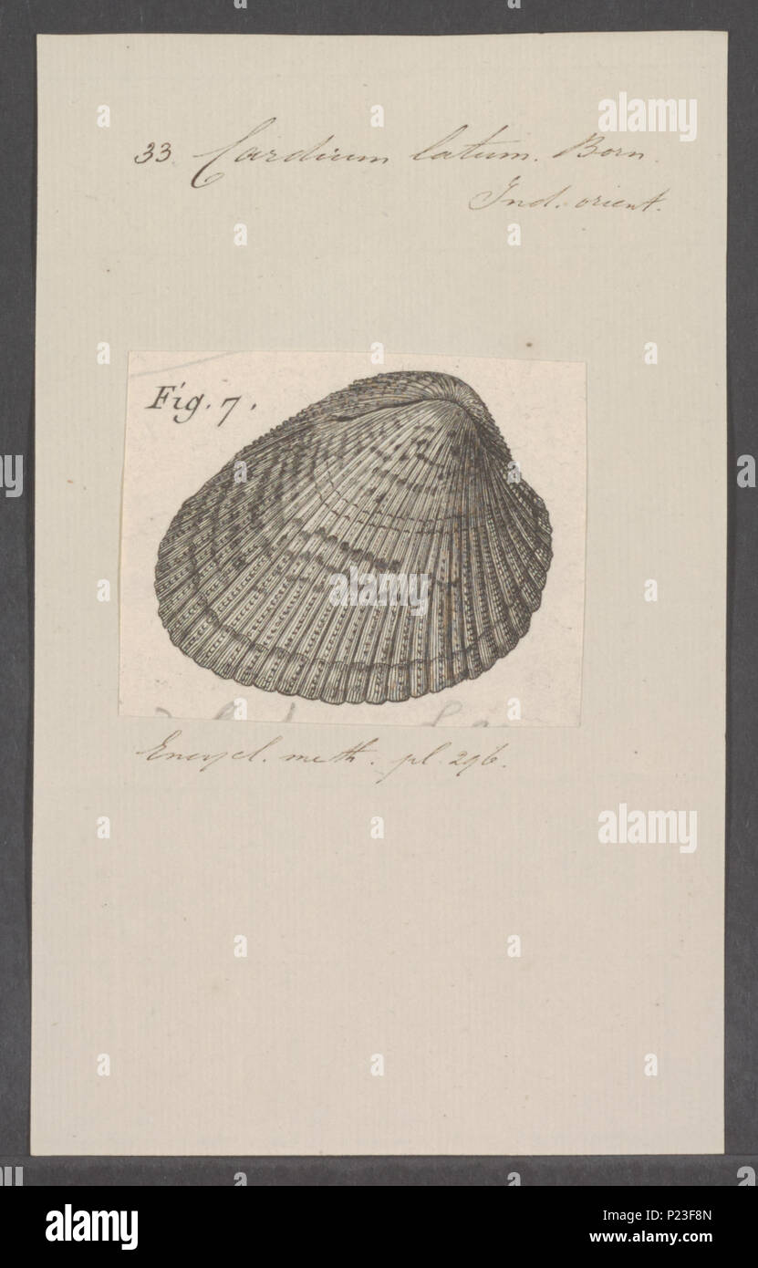 . Cardium latum 52 Cardium latum - - Print - Iconographia Zoologica ...