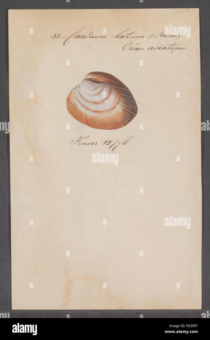 Cardium latum hi-res stock photography and images - Alamy