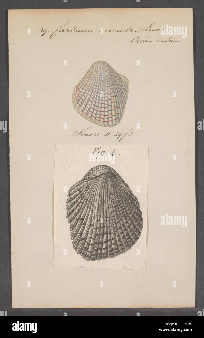 Cardium unedo hi-res stock photography and images - Alamy