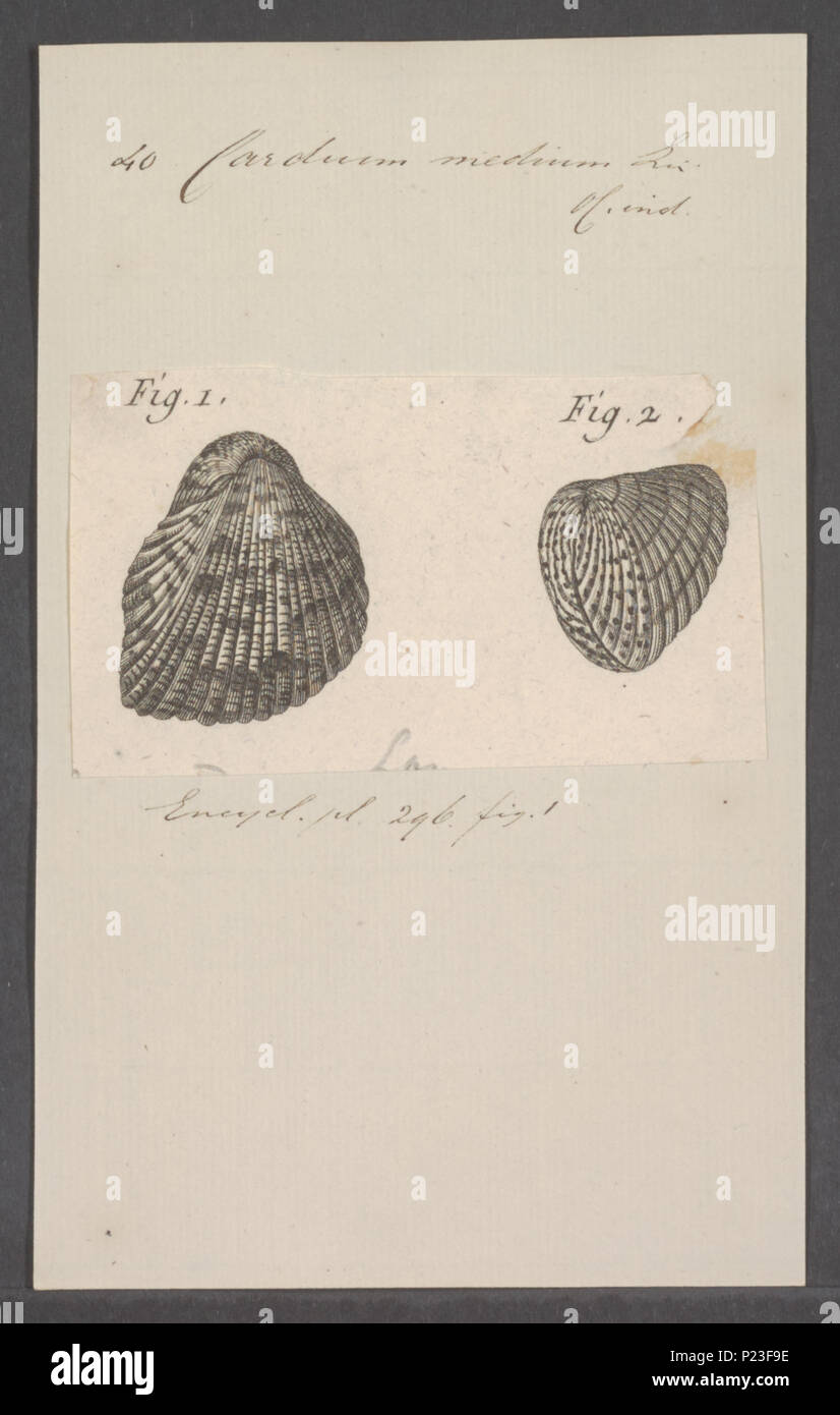 Cardium medium hi-res stock photography and images - Alamy