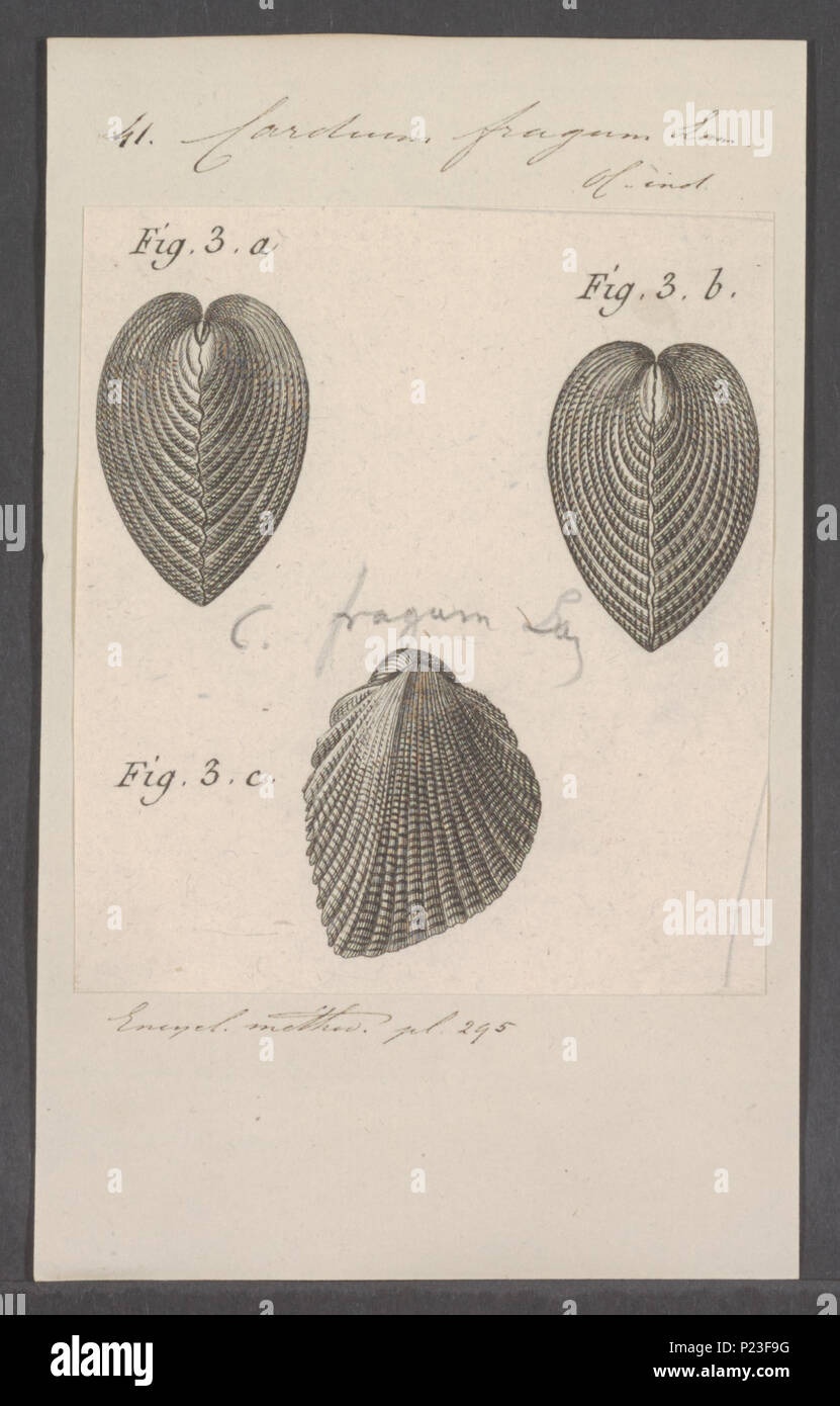 Cardium fragum hi-res stock photography and images - Alamy