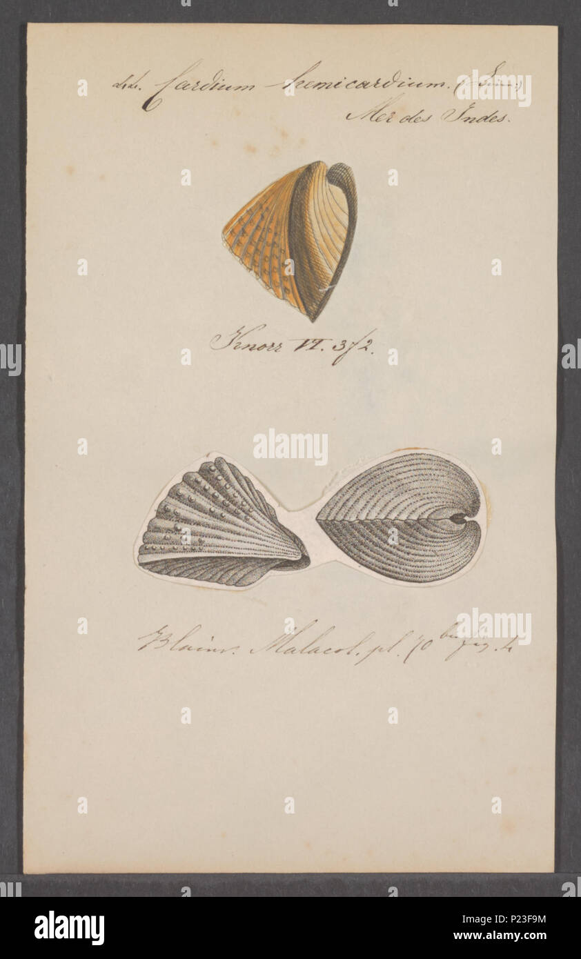 Cardium hemicardium hi-res stock photography and images - Alamy