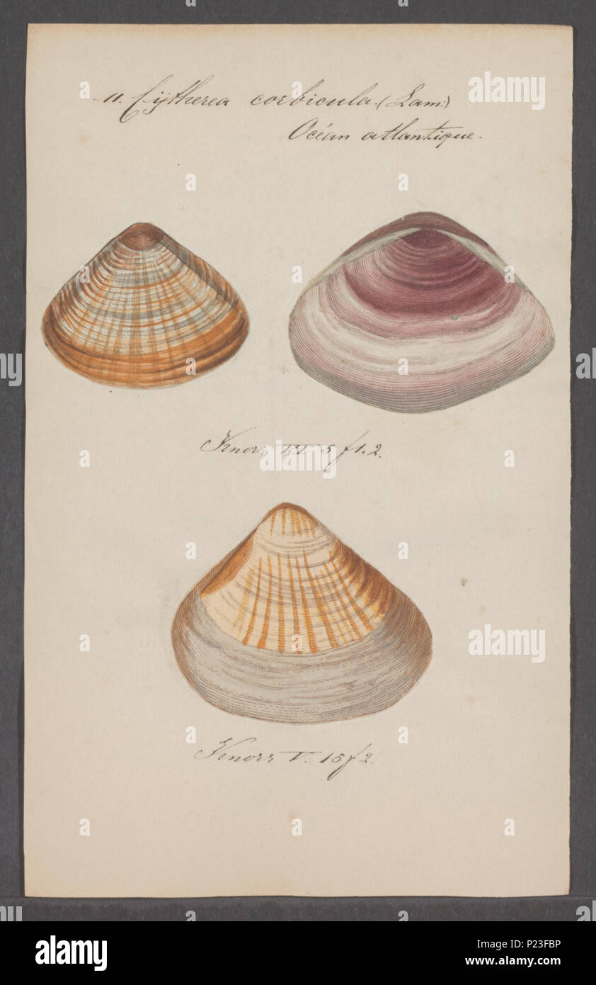 Cytherea corbicula hi-res stock photography and images - Alamy