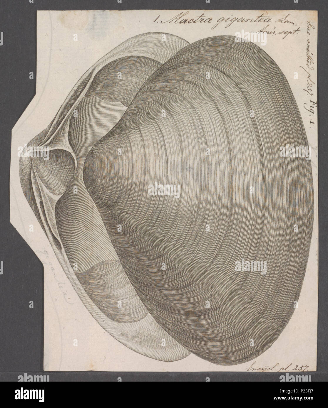 Mactra hi-res stock photography and images - Alamy