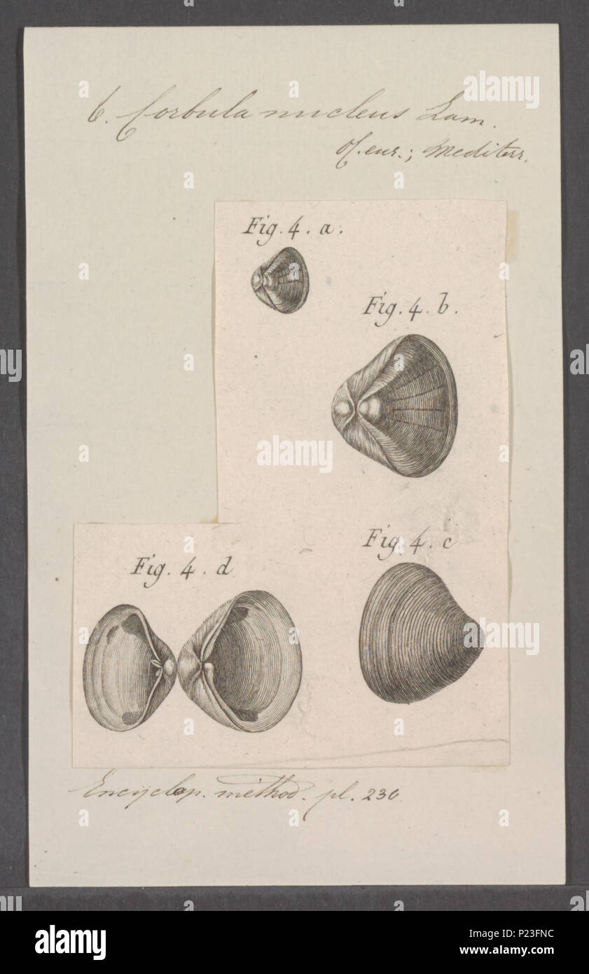 Corbula nucleus hi-res stock photography and images - Alamy