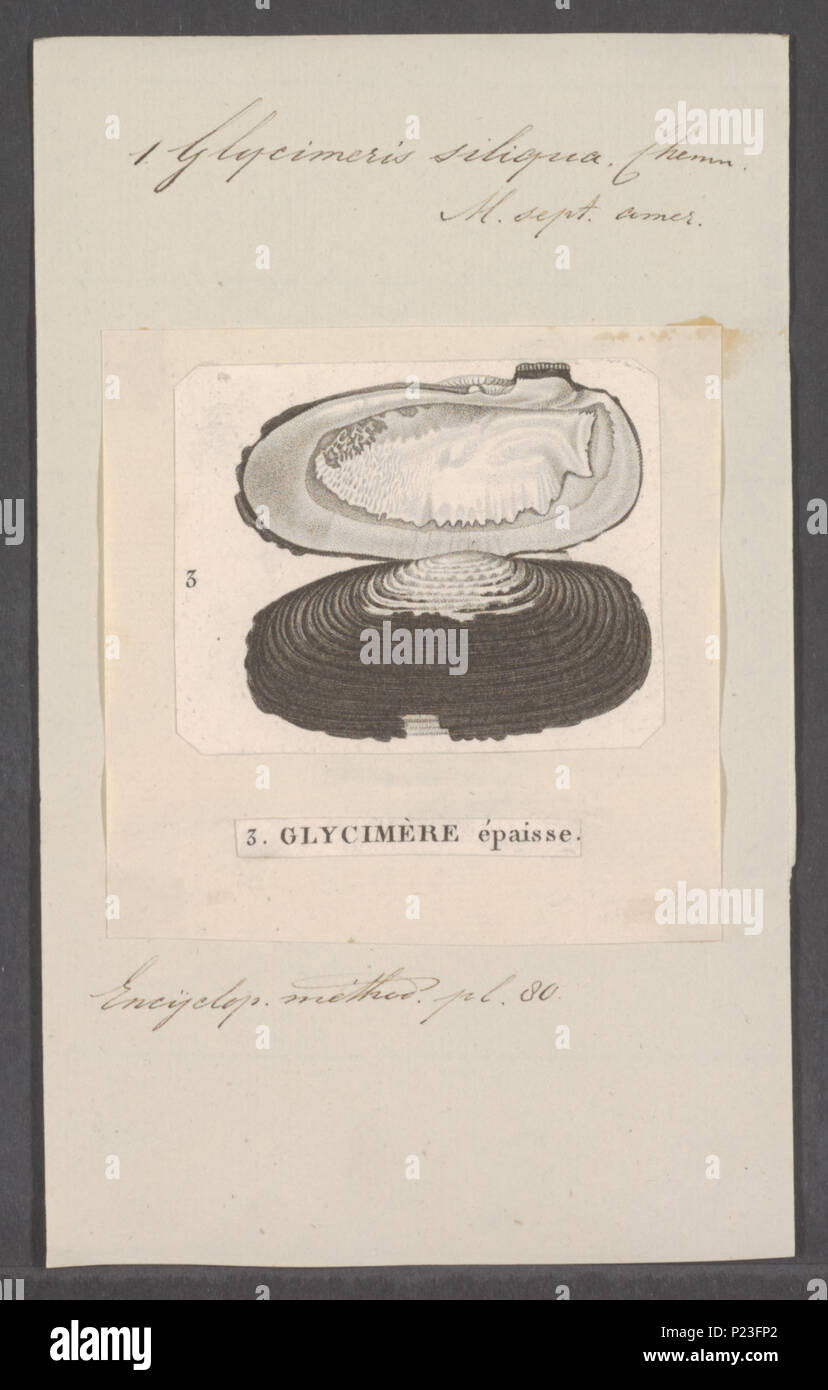 Glycimeris siliqua hi-res stock photography and images - Alamy