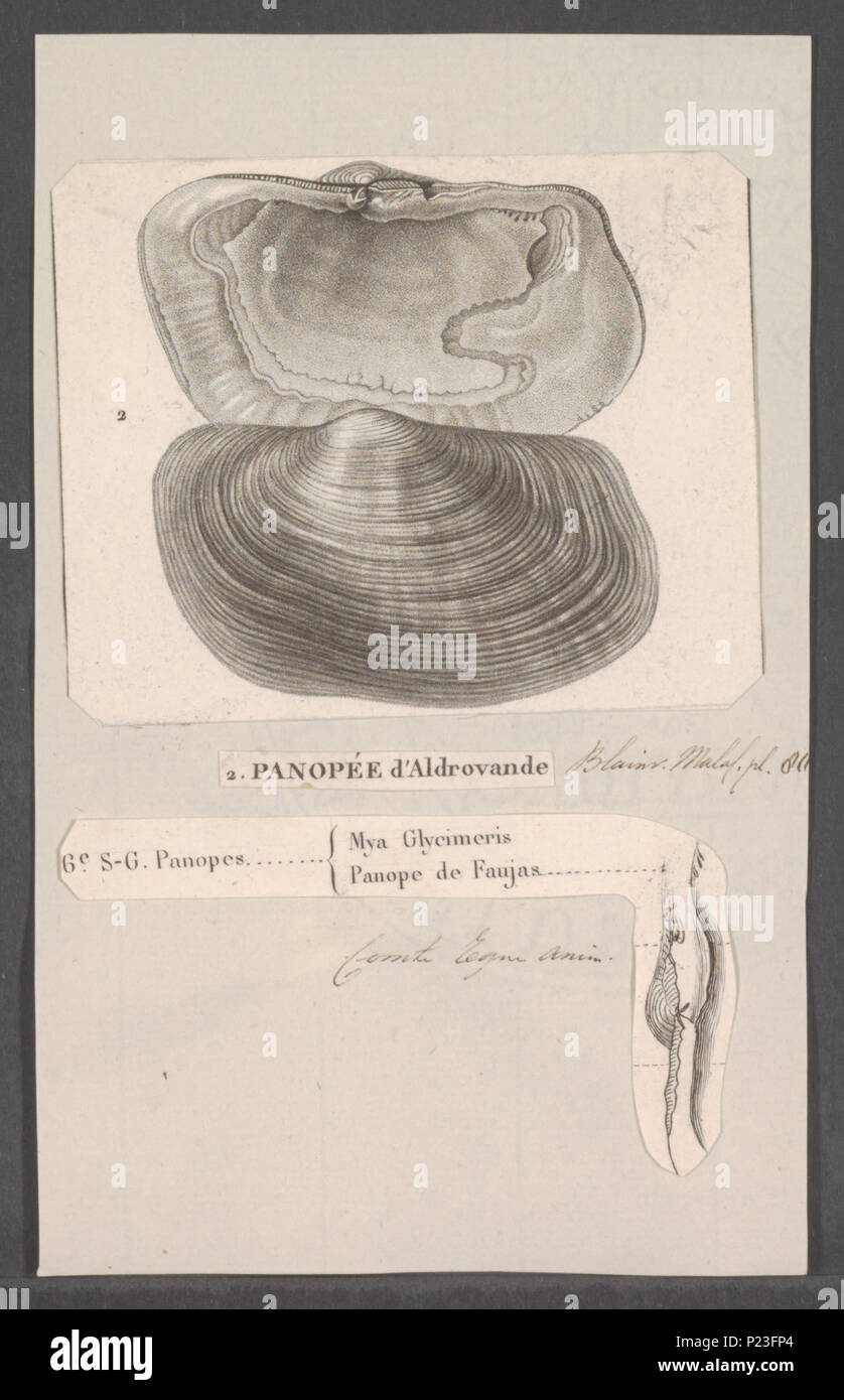 Panopaea aldrovandi hi-res stock photography and images - Alamy