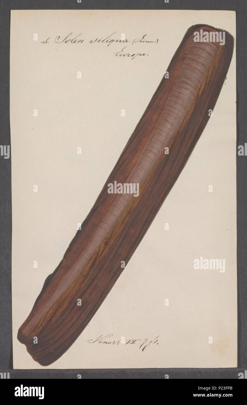 Solen siliqua hi-res stock photography and images - Alamy