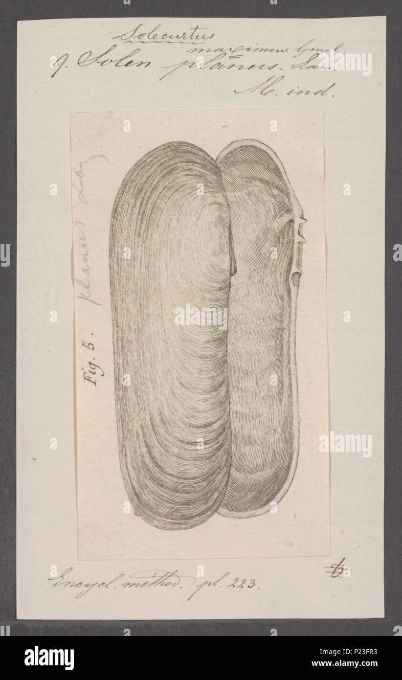 Solen planus hi-res stock photography and images - Alamy