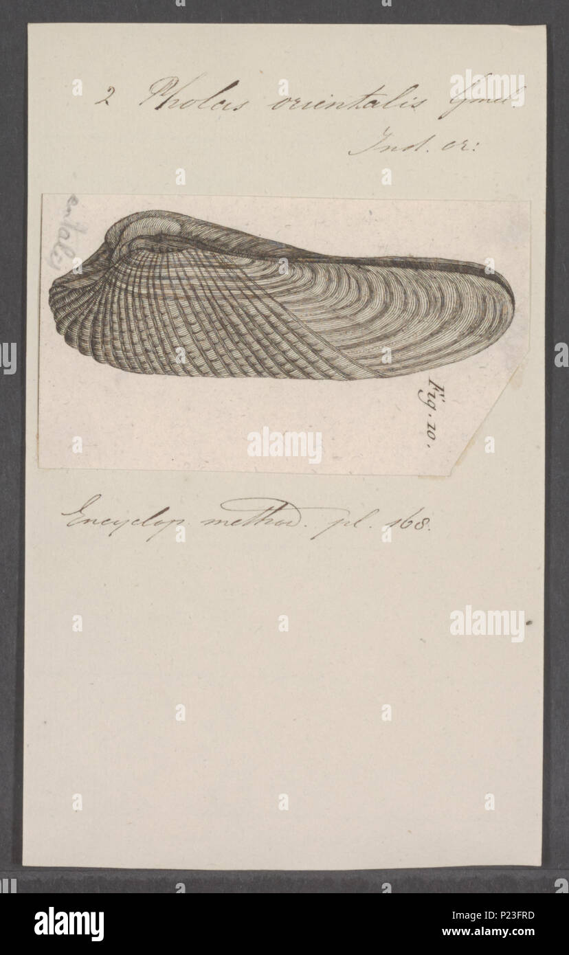 Pholas orientalis hi-res stock photography and images - Alamy