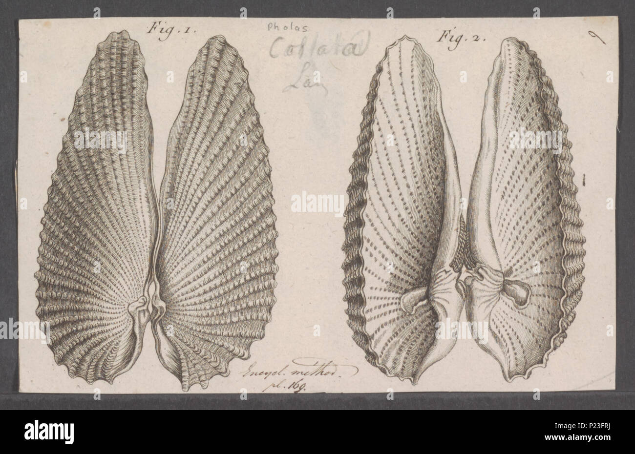 Diversity of bivalve forms hi-res stock photography and images - Alamy
