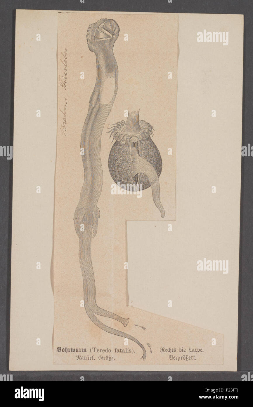 Teredo fatalis hi-res stock photography and images - Alamy