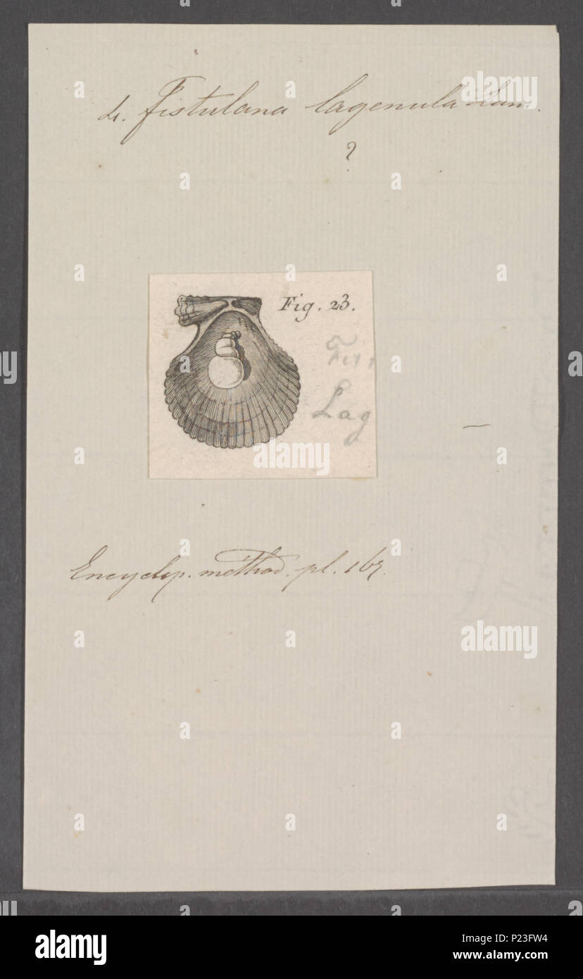 Fistulana hi-res stock photography and images - Alamy