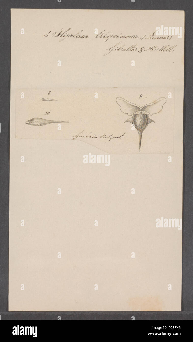 Diacria hi-res stock photography and images - Alamy