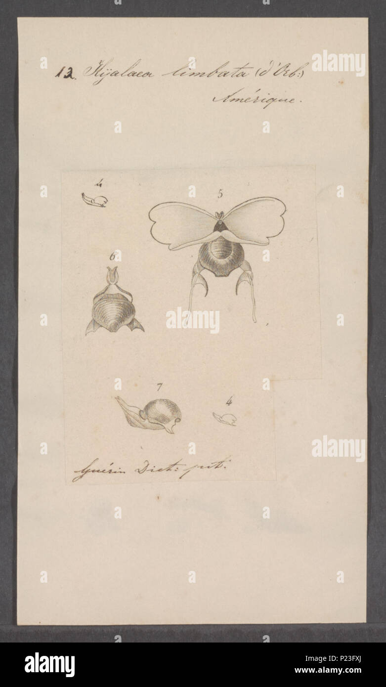 Diacavolinia limbata hi-res stock photography and images - Alamy