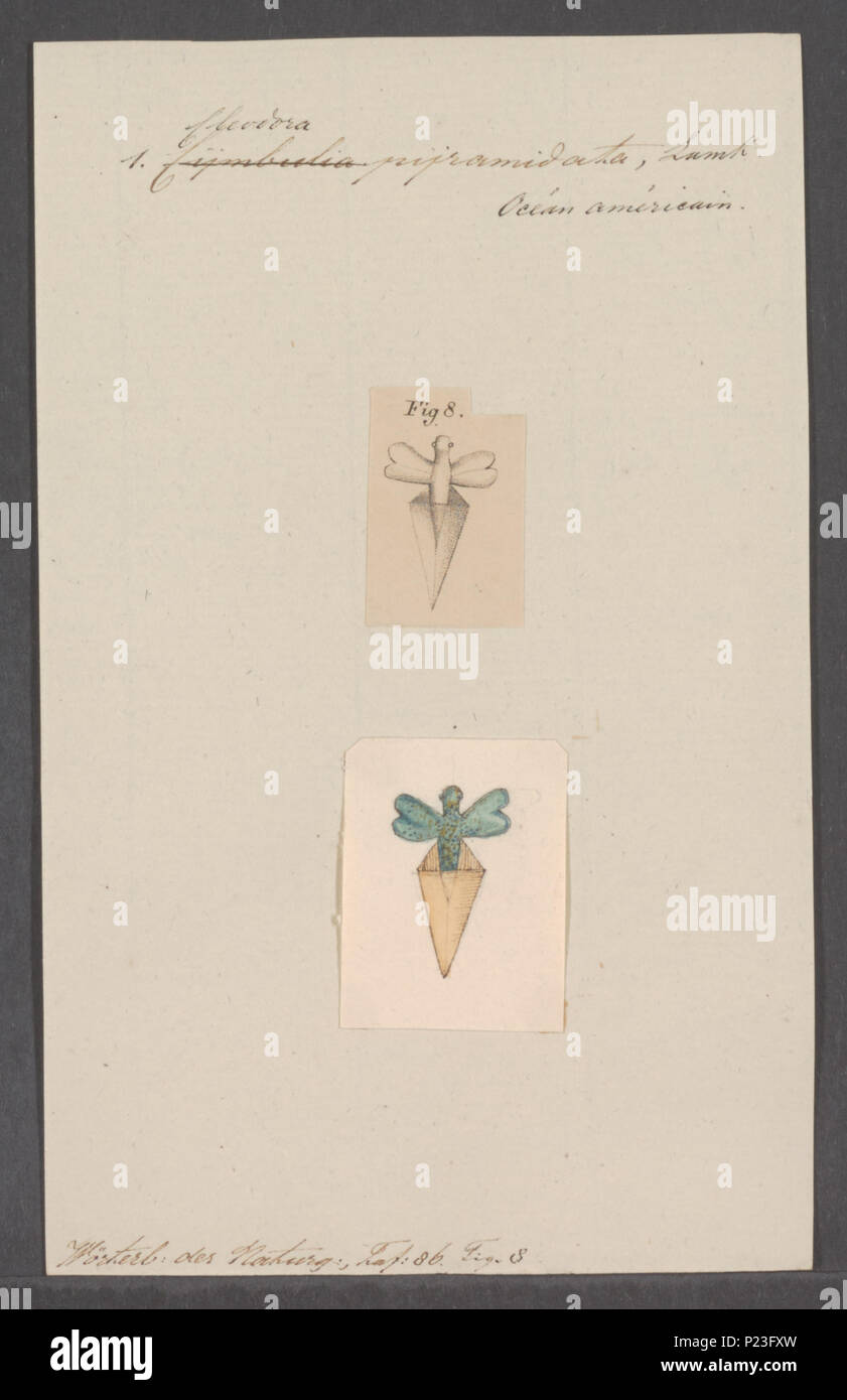 Cleodora pyramidata hi-res stock photography and images - Alamy