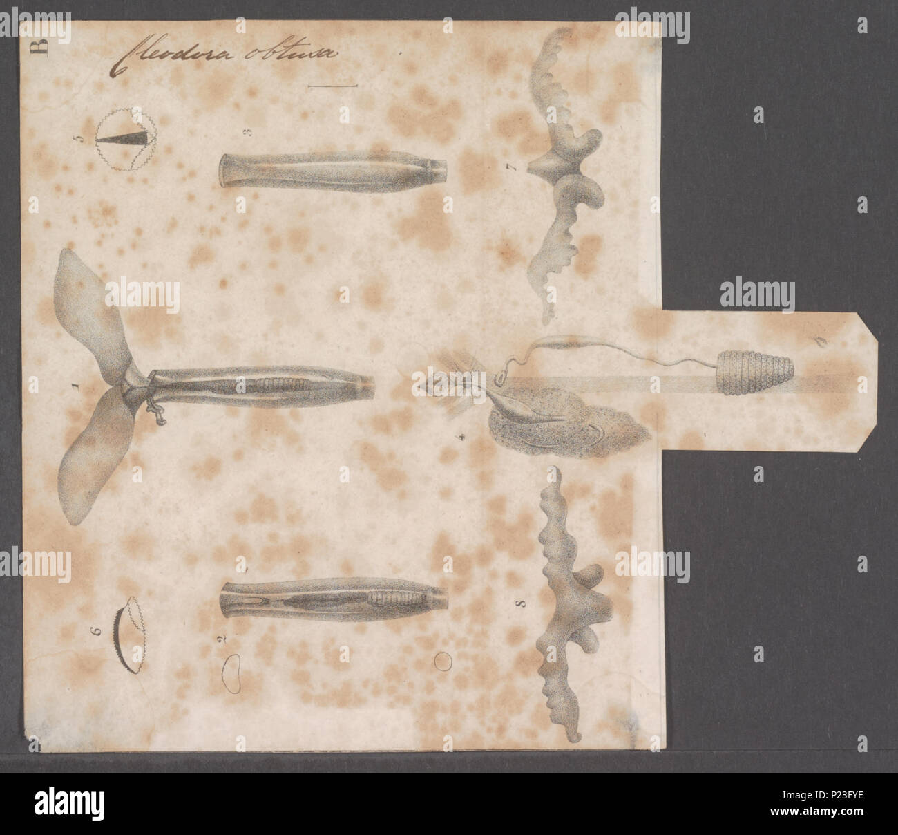 Cleodora obtusa hi-res stock photography and images - Alamy