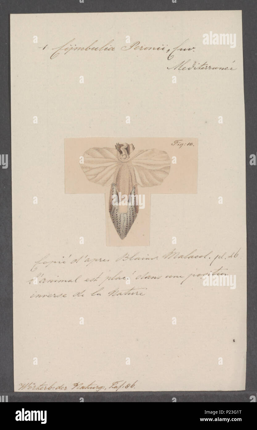 Cymbuliidae hi-res stock photography and images - Alamy